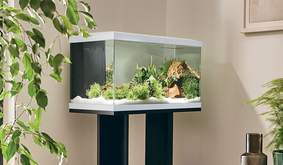 Comment créer un aquarium végétal ? - Jardiland