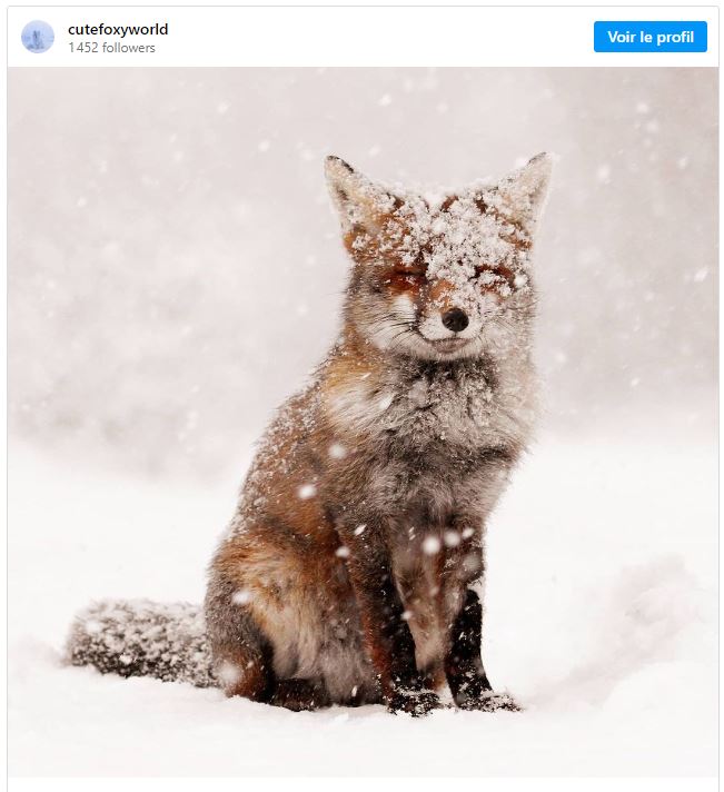 Top 10 des renards les plus mignons d’Instagram - Jardiland