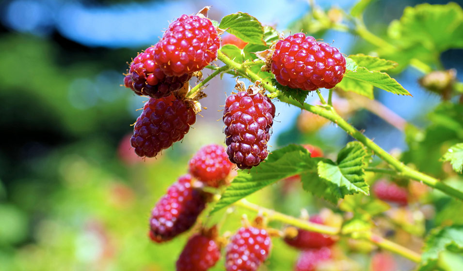 Mûrier : variétés, plantation et culture - Jardiland