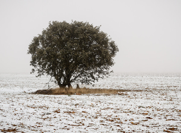 Feuillage persistant : définition - Gamm vert