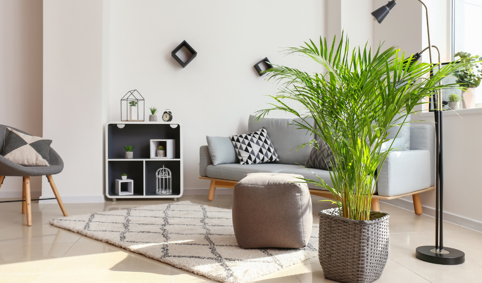 ¿Cómo elegir una palmera de interior? - Jardiland