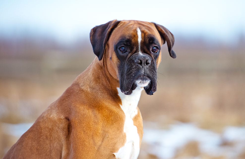 Top 10 des races de chiens de garde - Jardiland