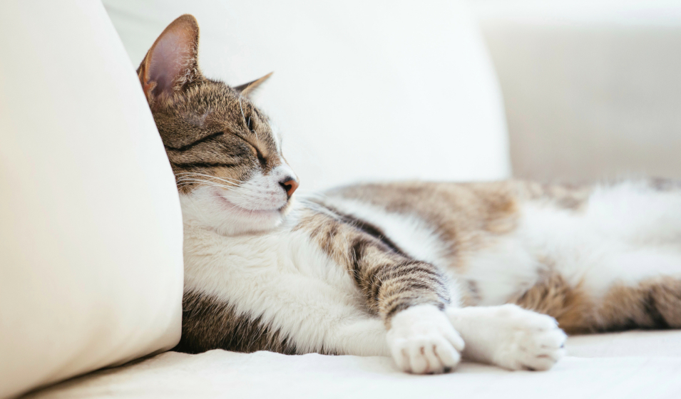 Comment bien choisir la pâtée pour chat ? - Jardiland