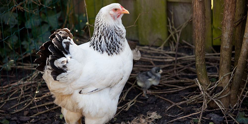 Quelle race de poule pondeuse choisir ? - Gamm vert
