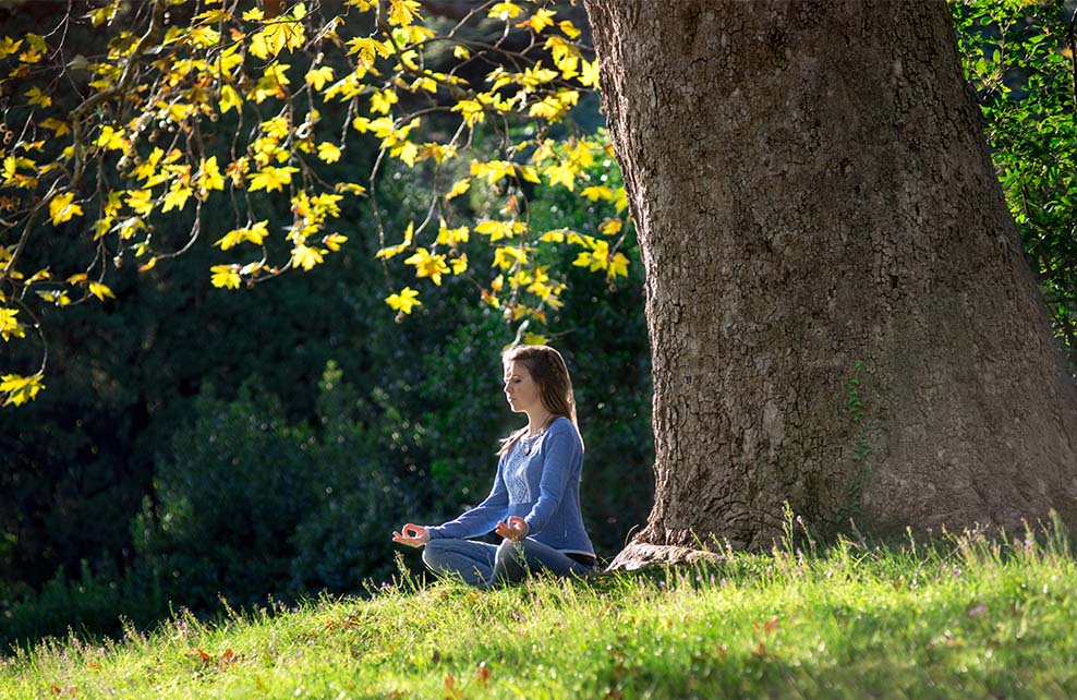 Les bonnes raisons de méditer sous un arbre - Jardiland