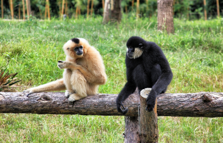 Les 10 animaux qui restent ensemble toute la vie - Jardiland