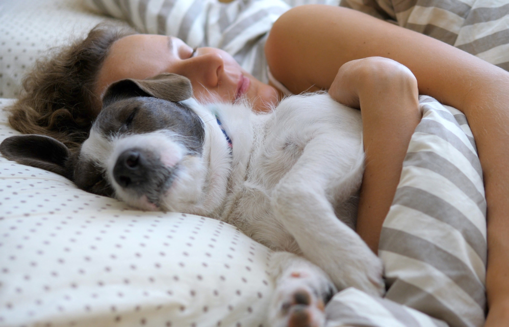 6 positions originales que prend votre chien pour dormir et leurs ...