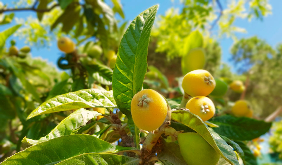 Néflier : variétés, plantation, culture et entretien - Jardiland