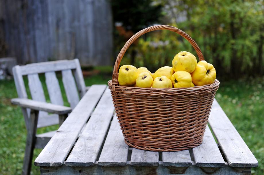 Cognassier ou arbre à coing - Gamm vert