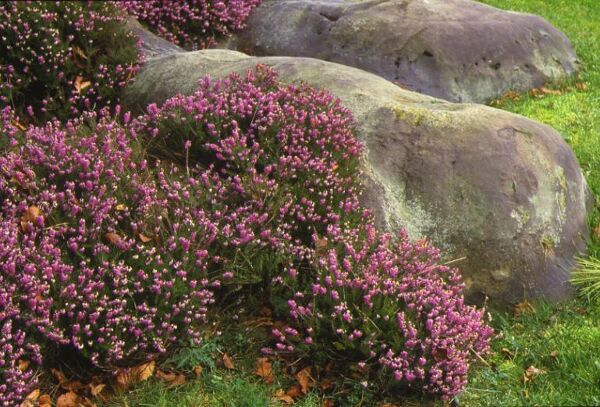 Pour une belle rocaille - Gamm vert