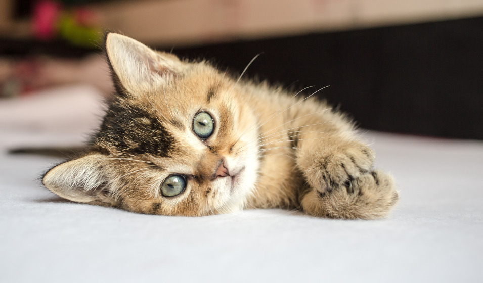 Comment bien s'occuper d'un chaton ? - Jardiland