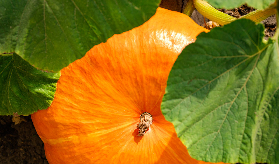 Potiron : variétés, plantation, culture et dégustation - Jardiland