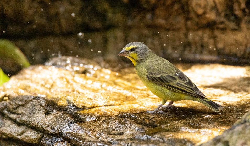 Le canari vert - Jardiland