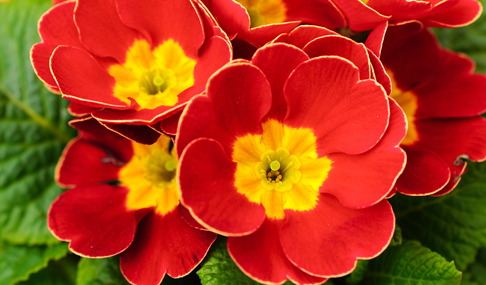 Primevère : plantation, culture et entretien - Jardiland