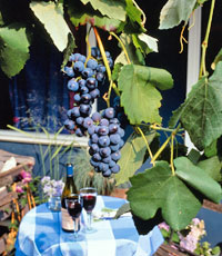 Vigne : une grimpante décorative et productive - Gamm vert