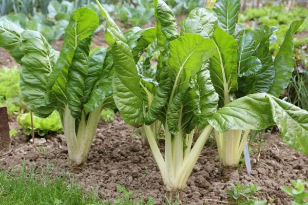 Quelles sont les maladies des blettes - Gamm vert