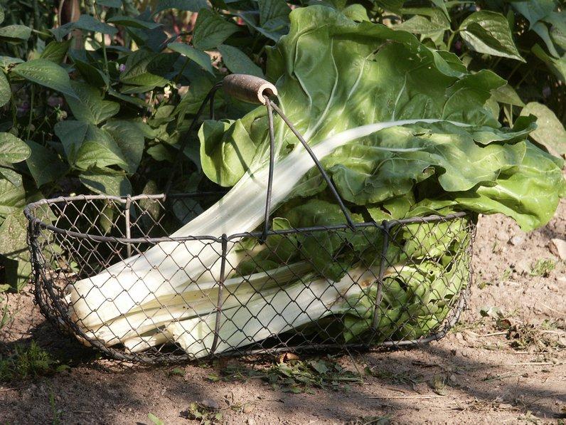 Quand et comment récolter les blettes ? - Gamm vert