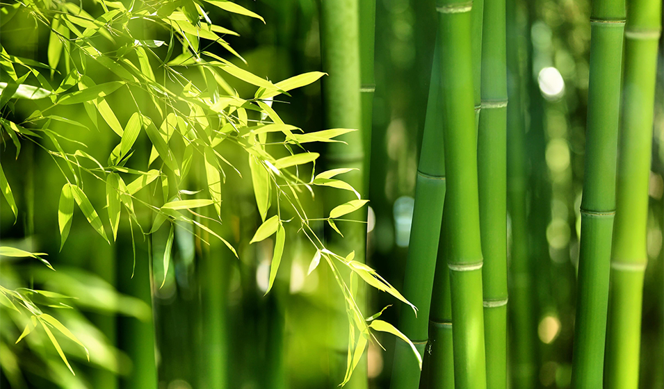 Quel arbuste choisir pour une terrasse fleurie ? - Jardiland
