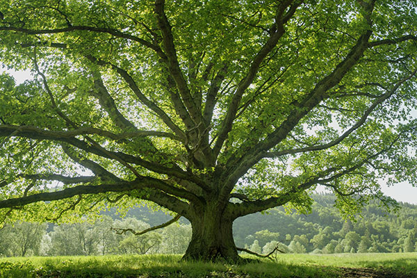 Charpentières - Gamm vert