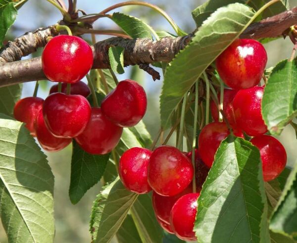 Secret de conservation 13 : les cerises - Gamm vert