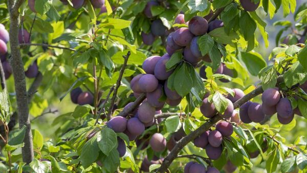 Planter le prunier - Gamm vert