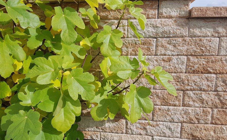 Comment planter un figuier nain ? - Gamm vert