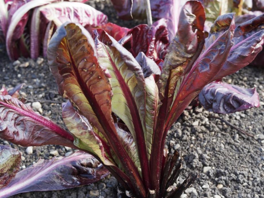 Quelles sont les maladies des blettes - Gamm vert