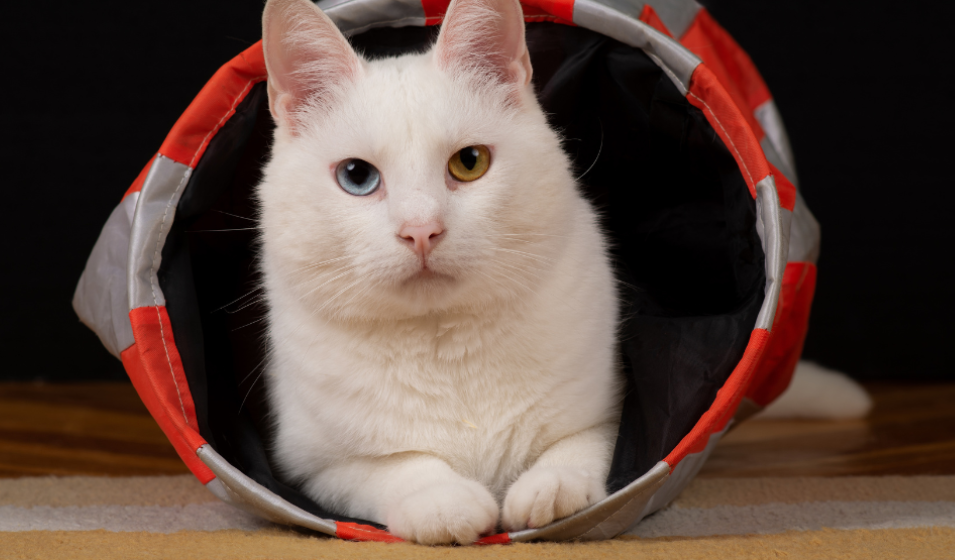 Ideas para regalar a los gatos y mimarlos - Jardiland