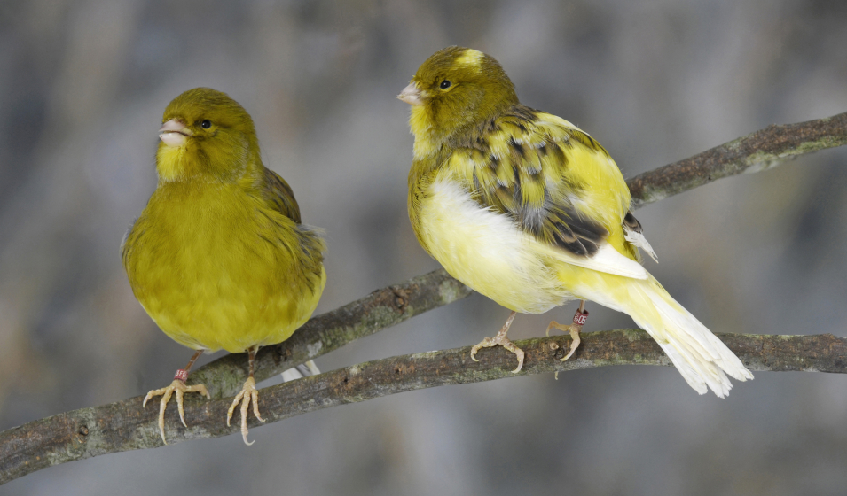 Les canaris de posture - Jardiland