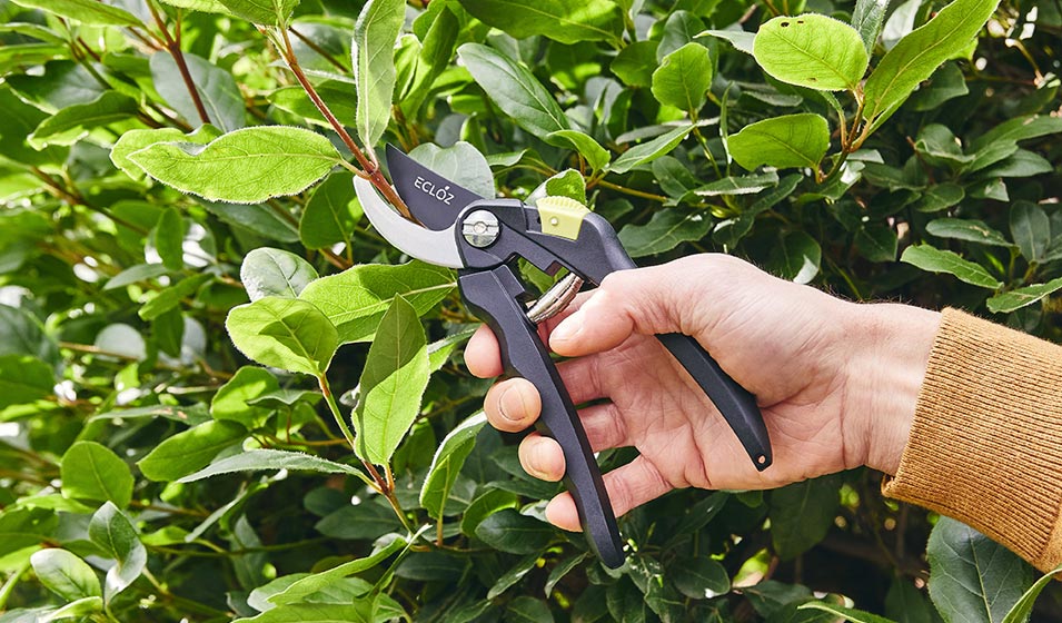 Comment bien choisir son sécateur ? - Jardiland