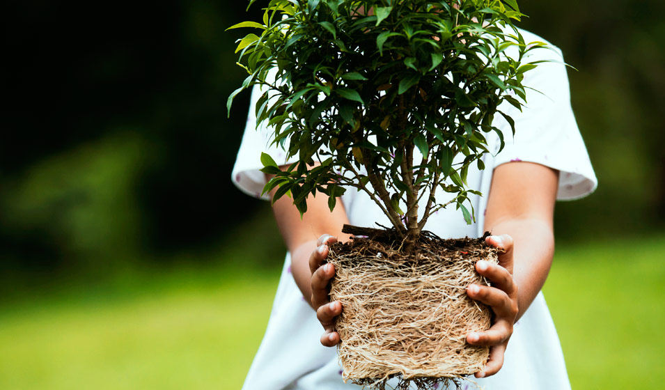 Comment planter un arbuste ? - Jardiland