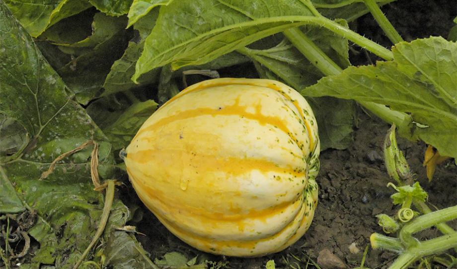 Coloquinte - Gamm vert