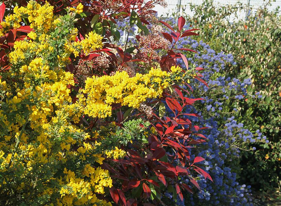 Comment créer une haie vive ? - Gamm vert