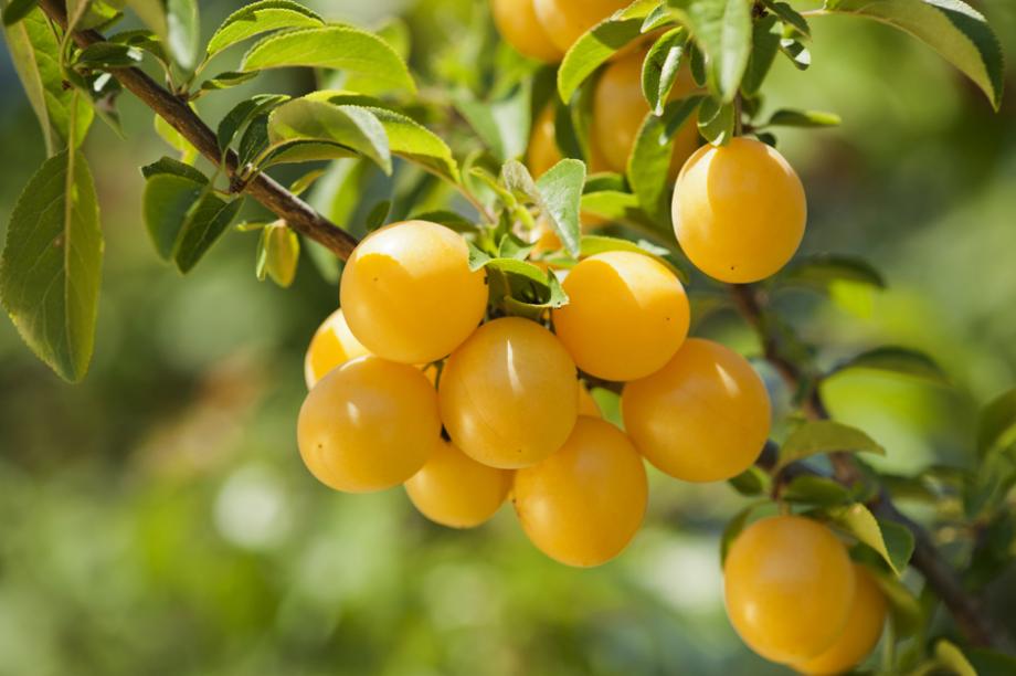 Les variétés de pruniers - Gamm vert