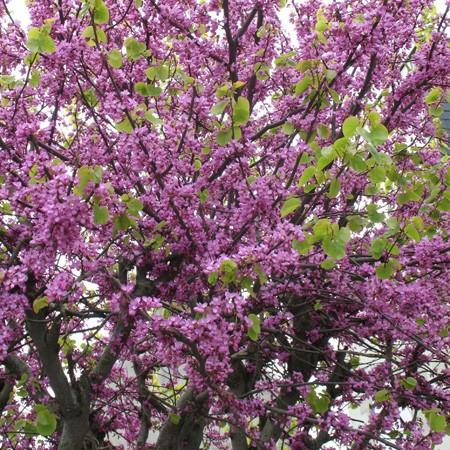 Cercis : plantation, entretien et floraison - Gamm vert