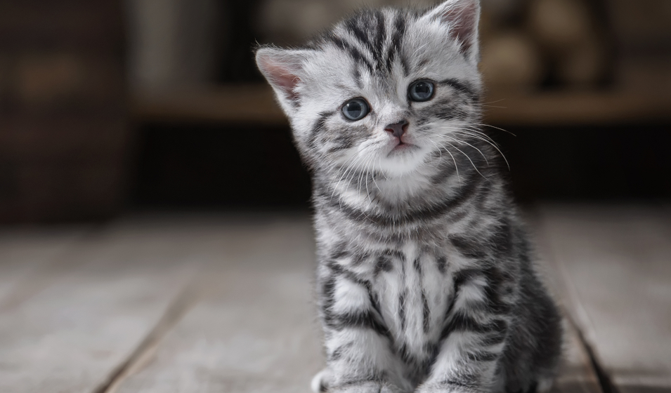 Comment bien s'occuper d'un chaton ? - Jardiland