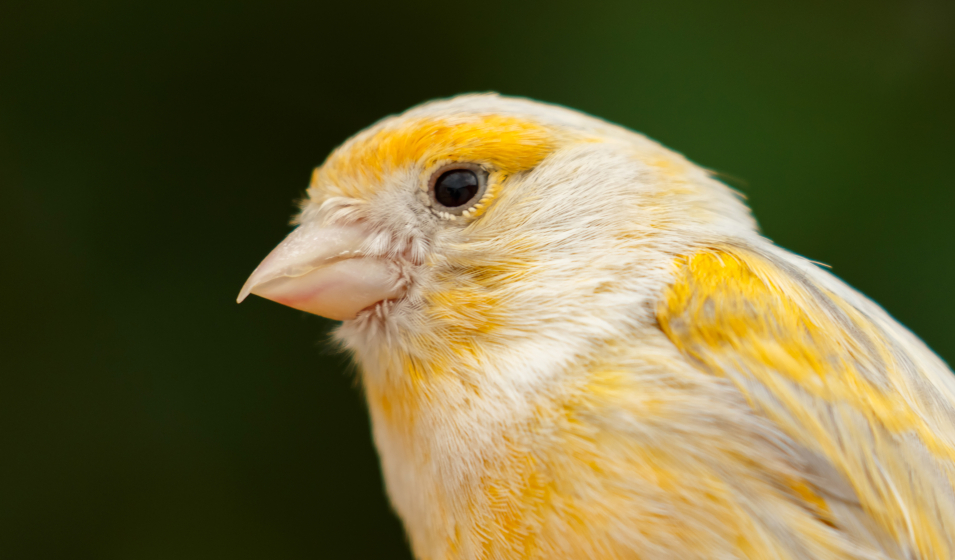 Comment bien nourrir son canari ? - Jardiland