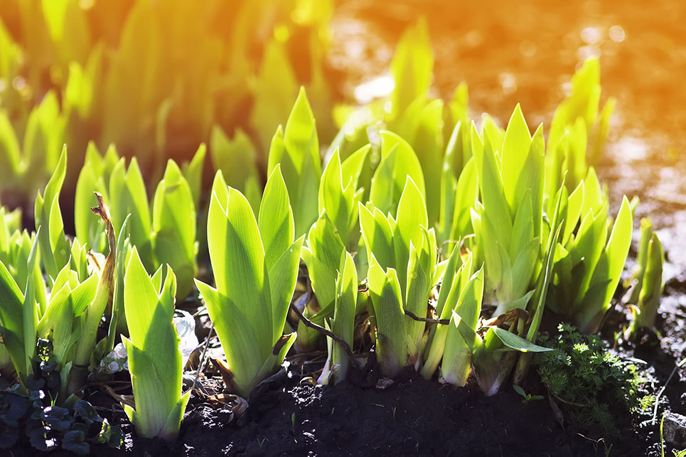 Quand et comment planter les grands iris de jardin ? - Jardiland