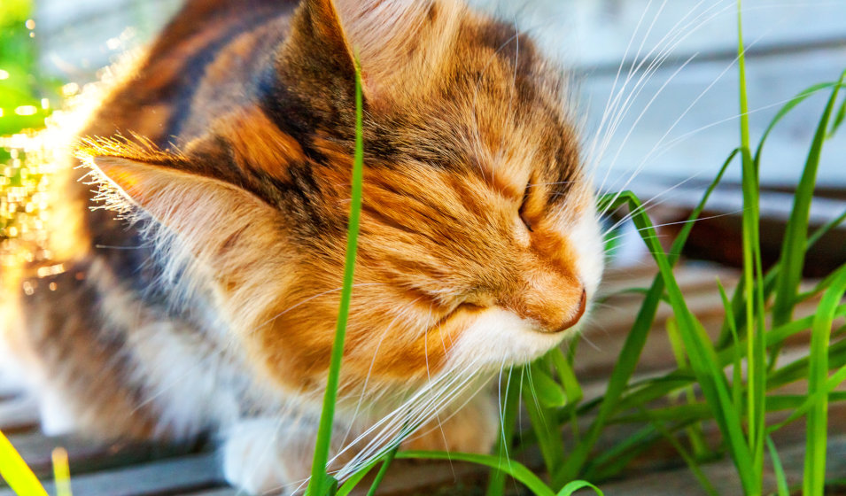 Herbe à chat : utilisation et avantages - Jardiland