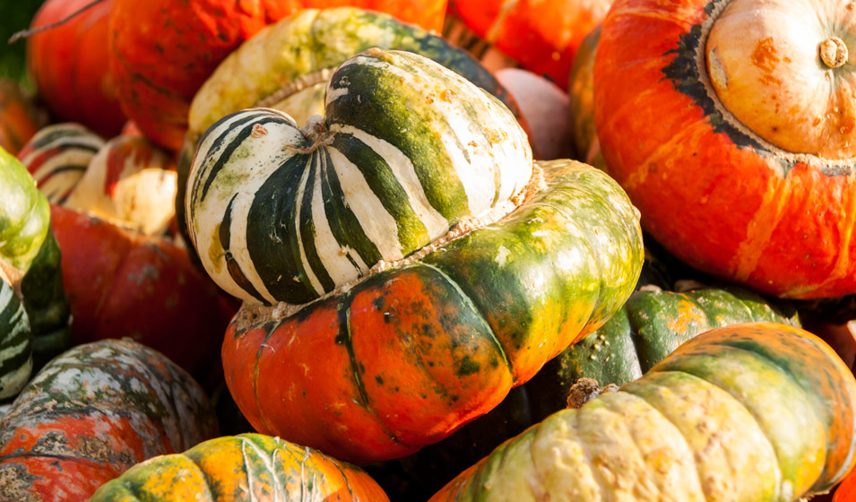 Potiron : variétés, plantation, culture et dégustation - Jardiland