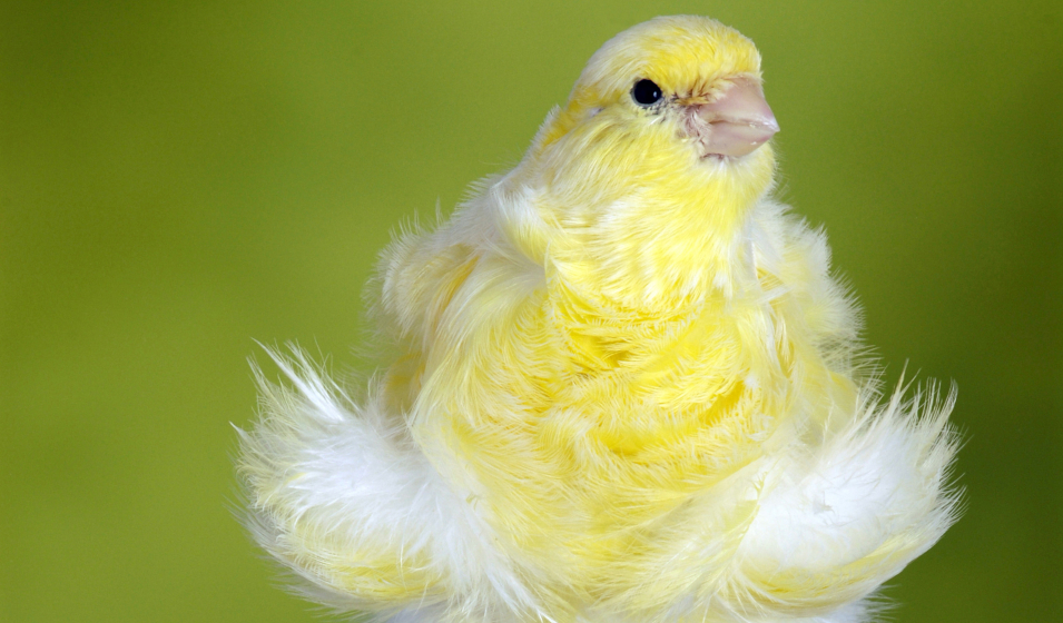 Le canari frisé - Jardiland