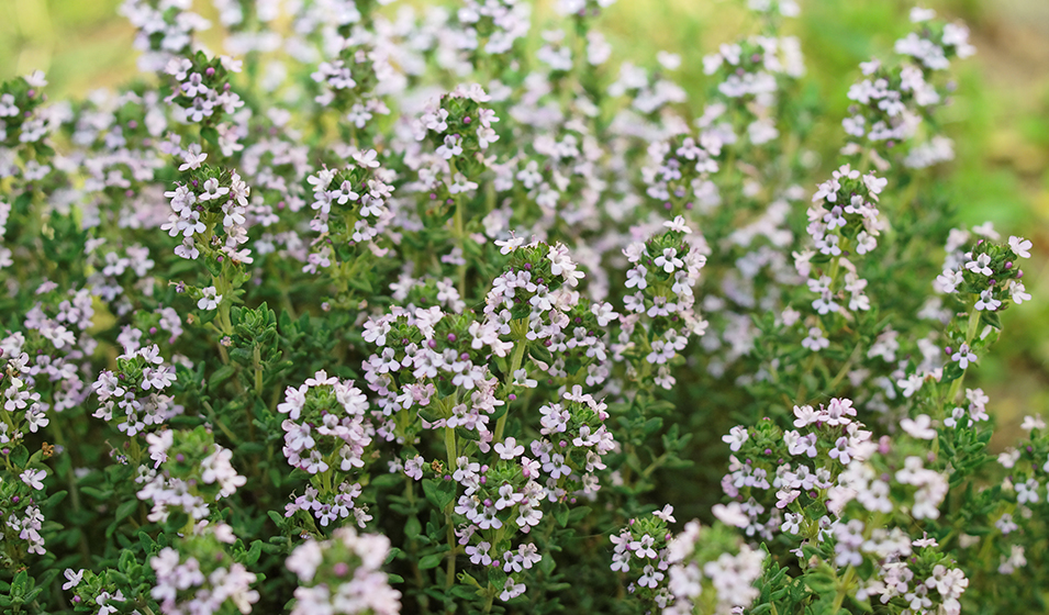 Thym : plantation, culture et entretien - Jardiland