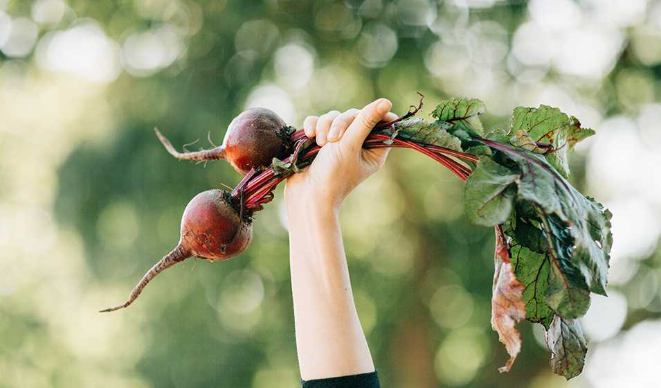 Betterave : variétés, semis et culture - Jardiland