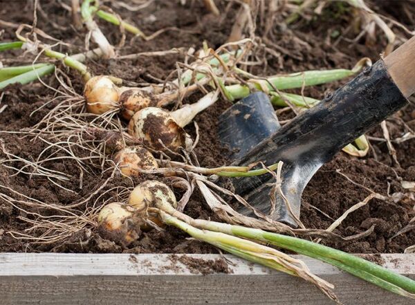 Bien récolter les oignons - Gamm vert