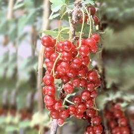 Groseillier : ce qu'il faut savoir - Gamm vert