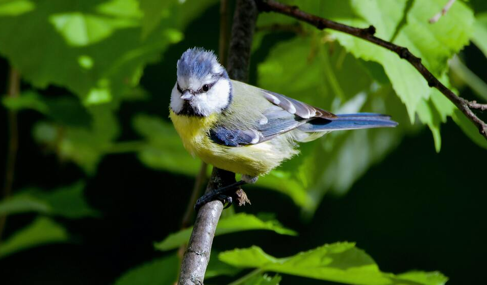 Sitemapcdatahttpwen2windecoocomabreuvoir Oiseau Jardilandnull