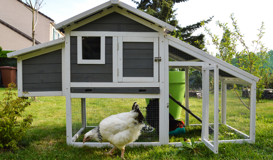 Criando gallinas ponedoras - Jardiland