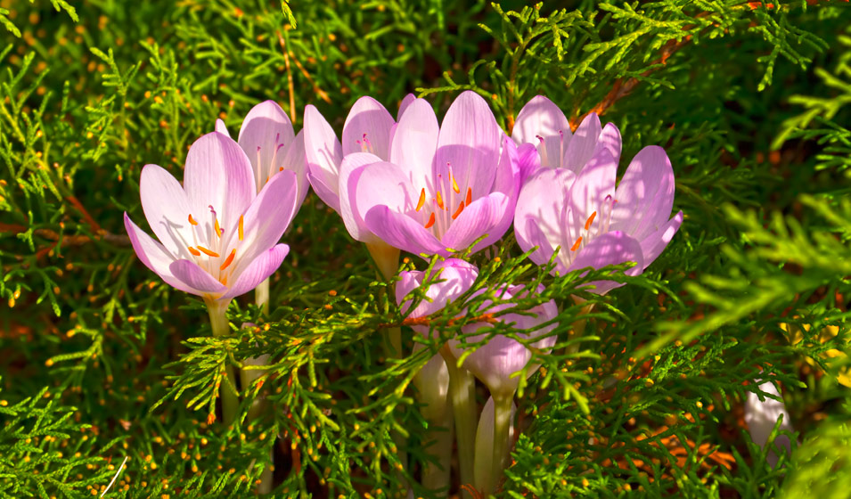 Colchique : plantation, culture et entretien - Jardiland