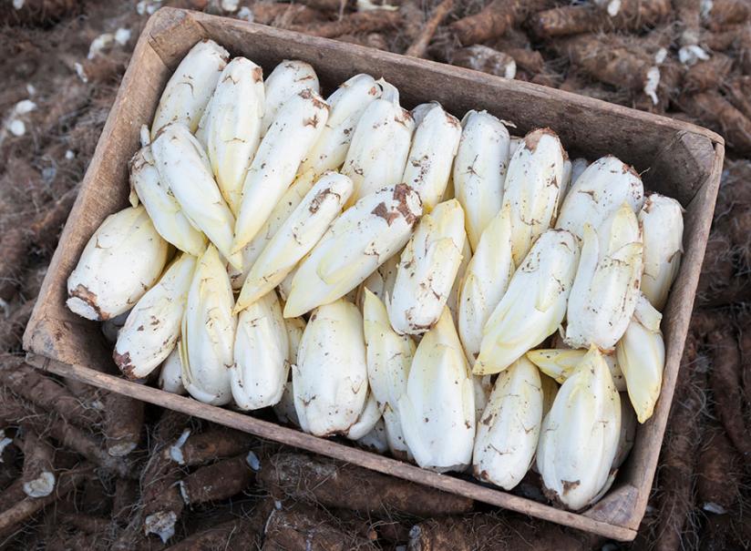 Comment planter les endives en pleine terre ? - Gamm vert