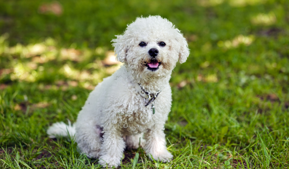 8 races de chiens qui apprécient la vie en appartement - Jardiland